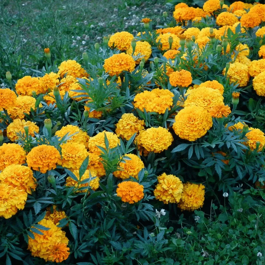 Tagetes Oil - Ultra International Limited
